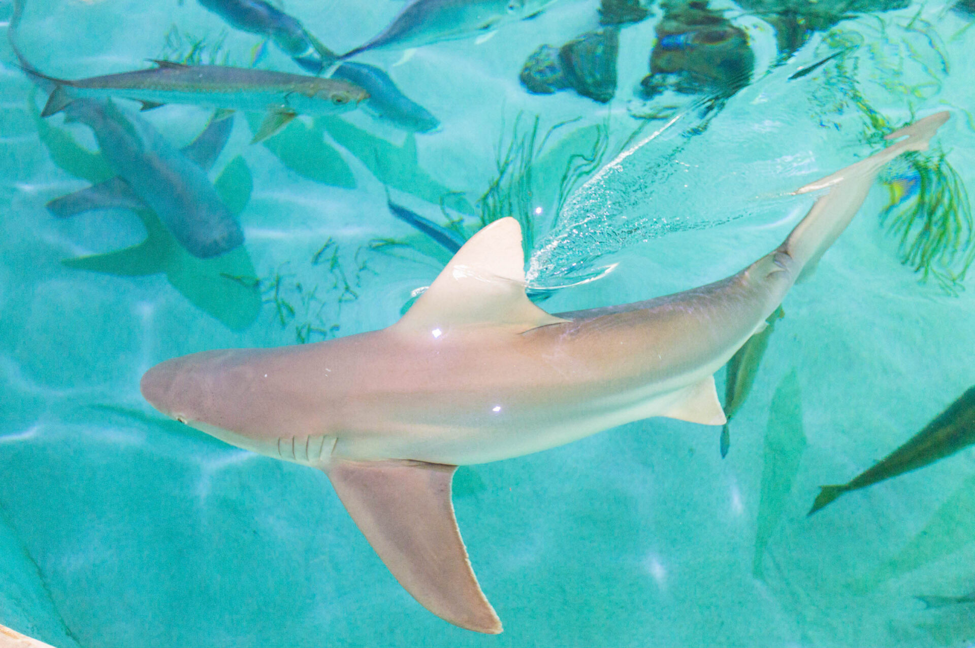 Visit | Mote Marine Laboratory & Aquarium