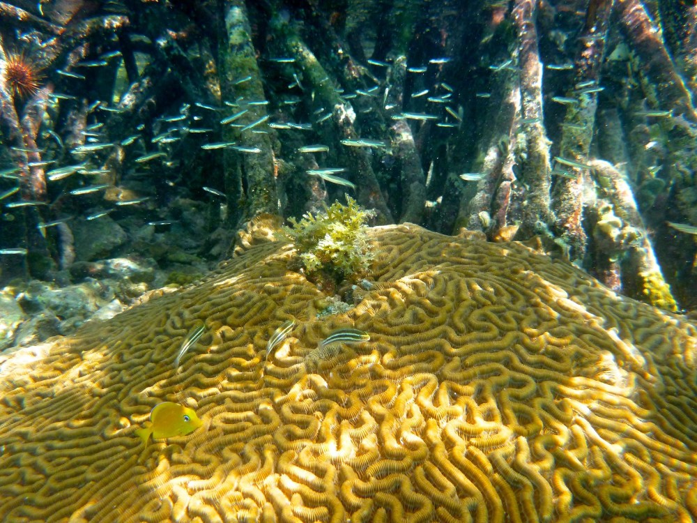 Heat-tolerant corals may have bacterial secret useful for restoration ...