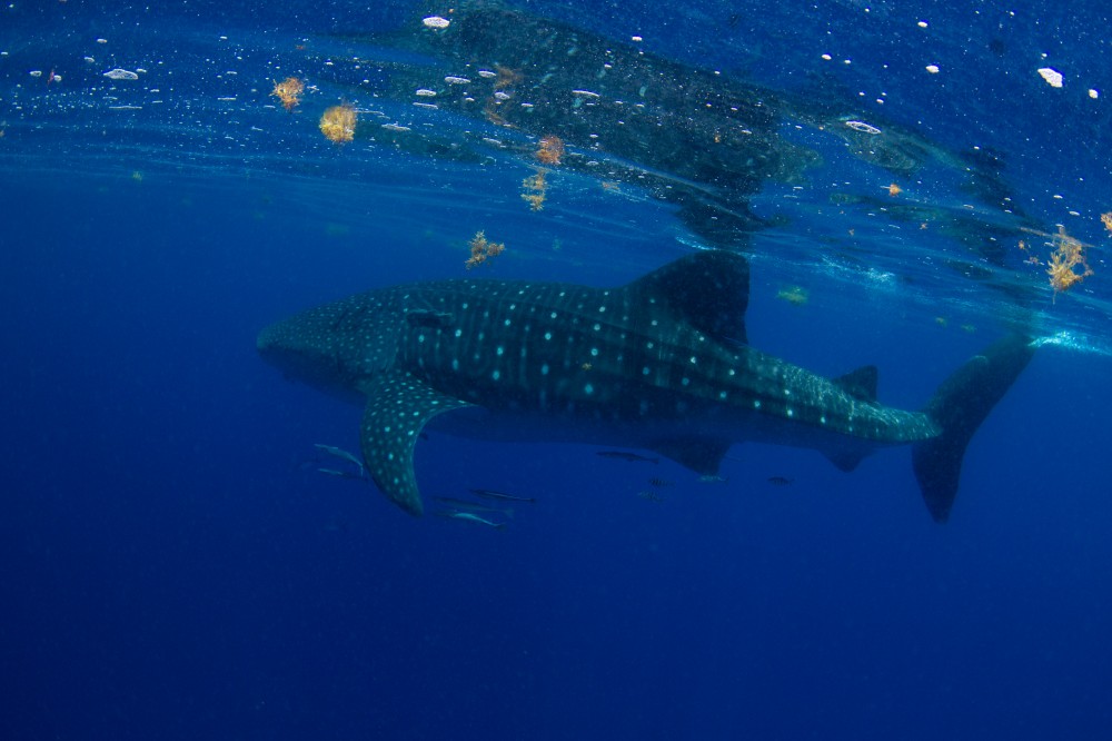 Whale shark update: transmitter reveals Minnie’s location | Mote Marine ...