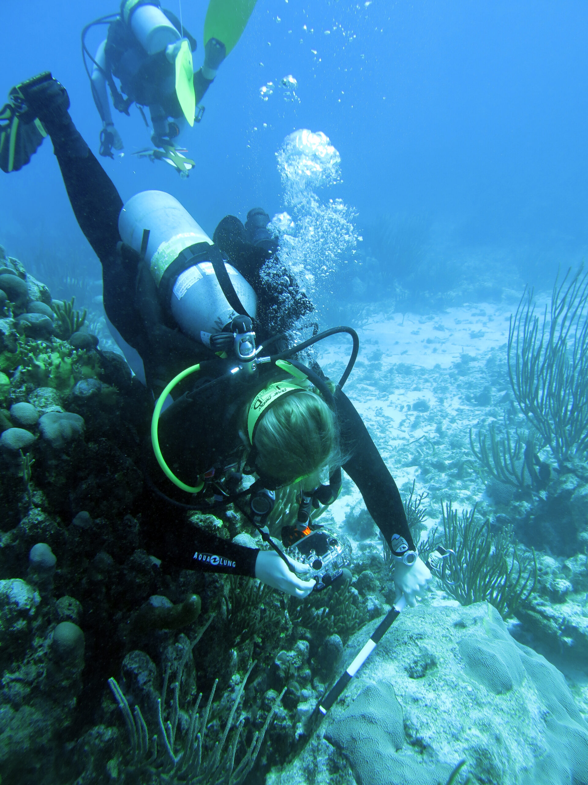 Coral disease ‘firebreak’ works in short term. Next goal: Making it ...