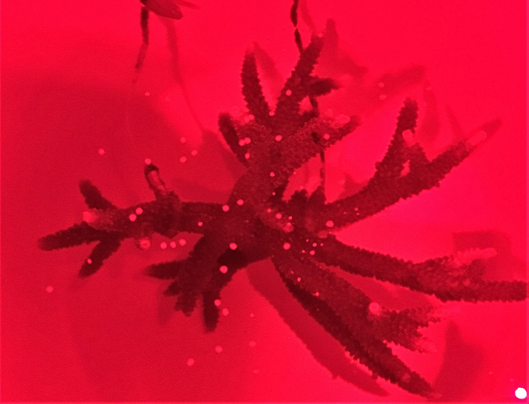 Coral ‘matchmaker’ breeds threatened species | Mote Marine Laboratory ...