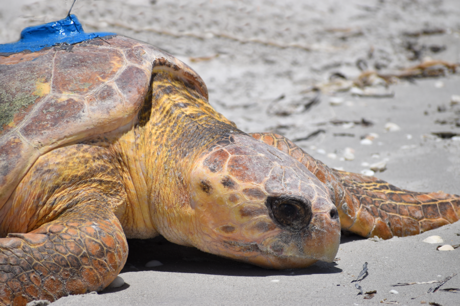 Male loggerhead turtle satellite tagged, released on Sanibel | Mote ...