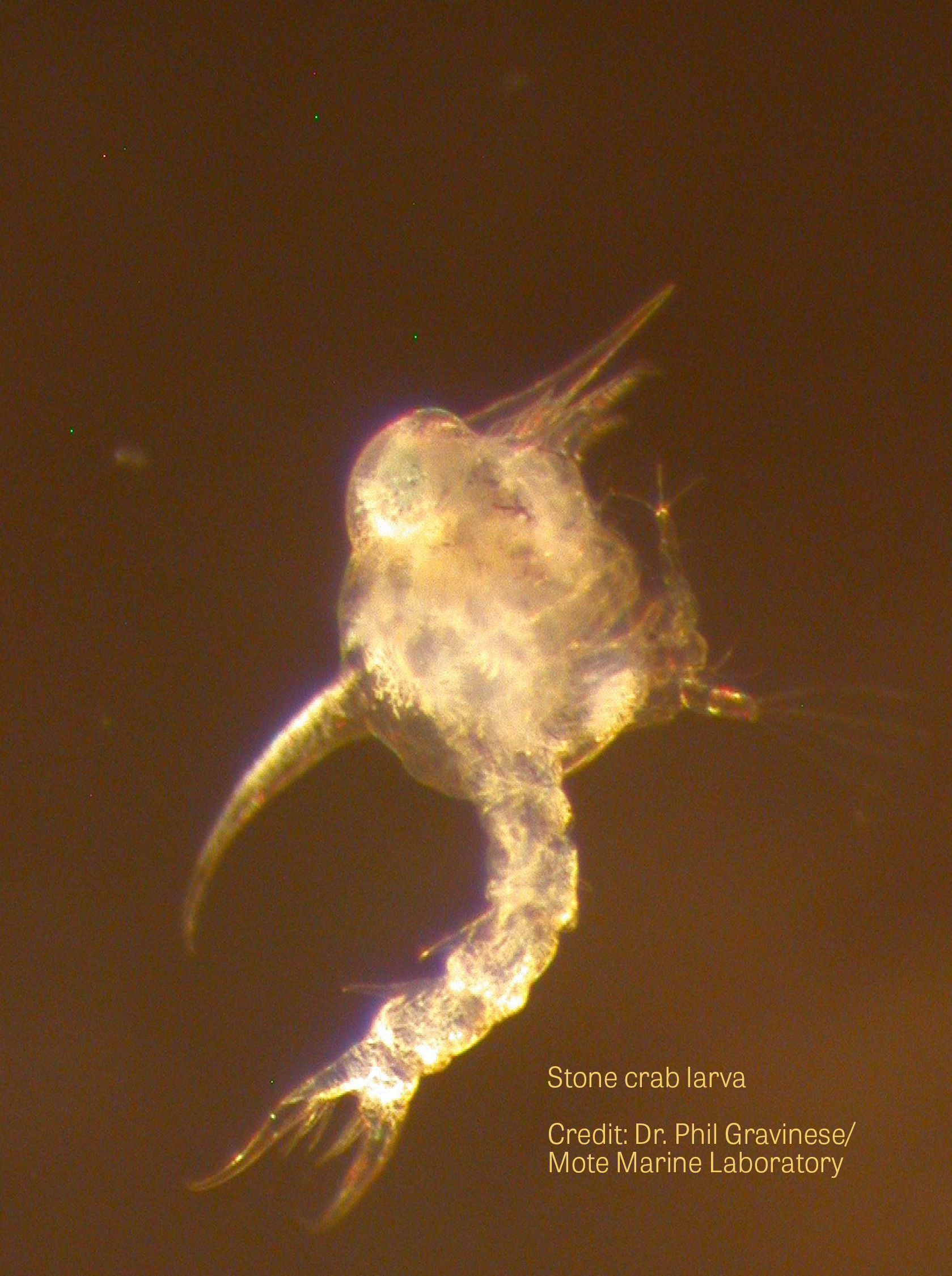 Mote launching s­­tone crab research and education project in Tampa Bay ...