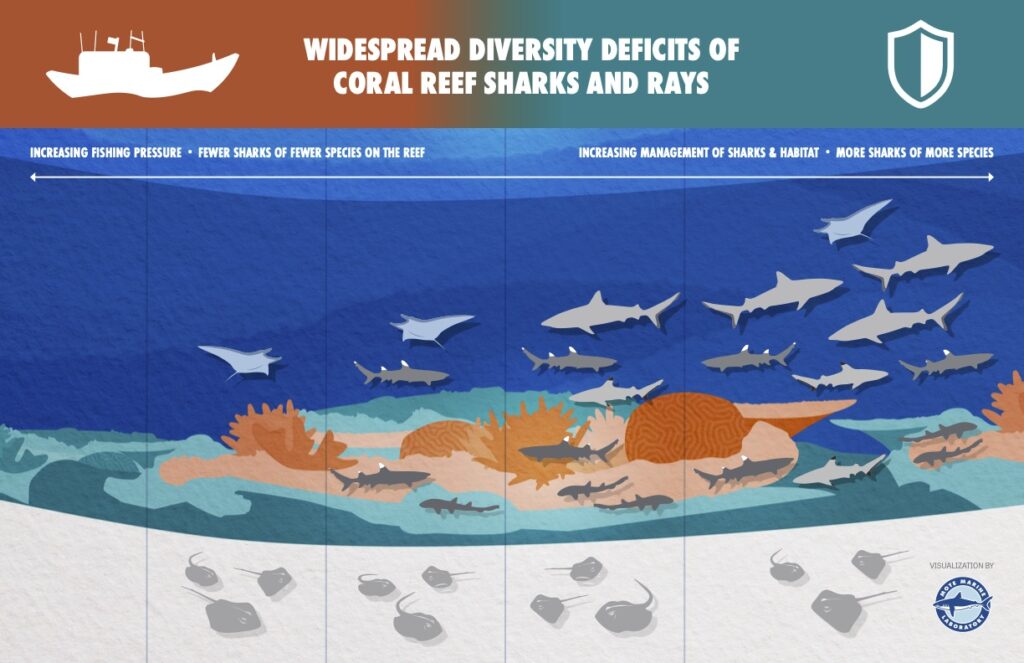 Global study finds reef sharks now at a higher risk of extinction ...