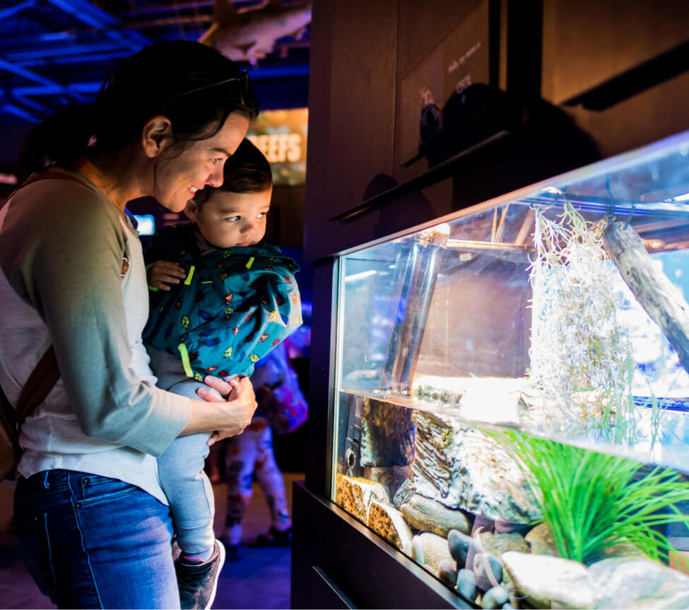 Membership Mote Marine Laboratory Aquarium