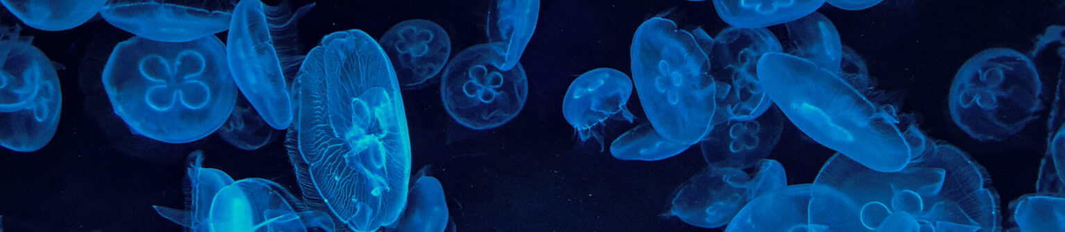 Home | Mote Marine Laboratory & Aquarium