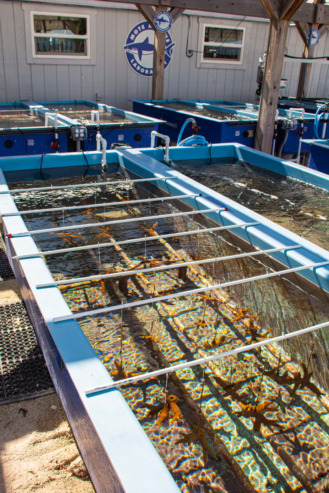 Mote's Key Largo Coral Nursery | Mote Marine Laboratory & Aquarium