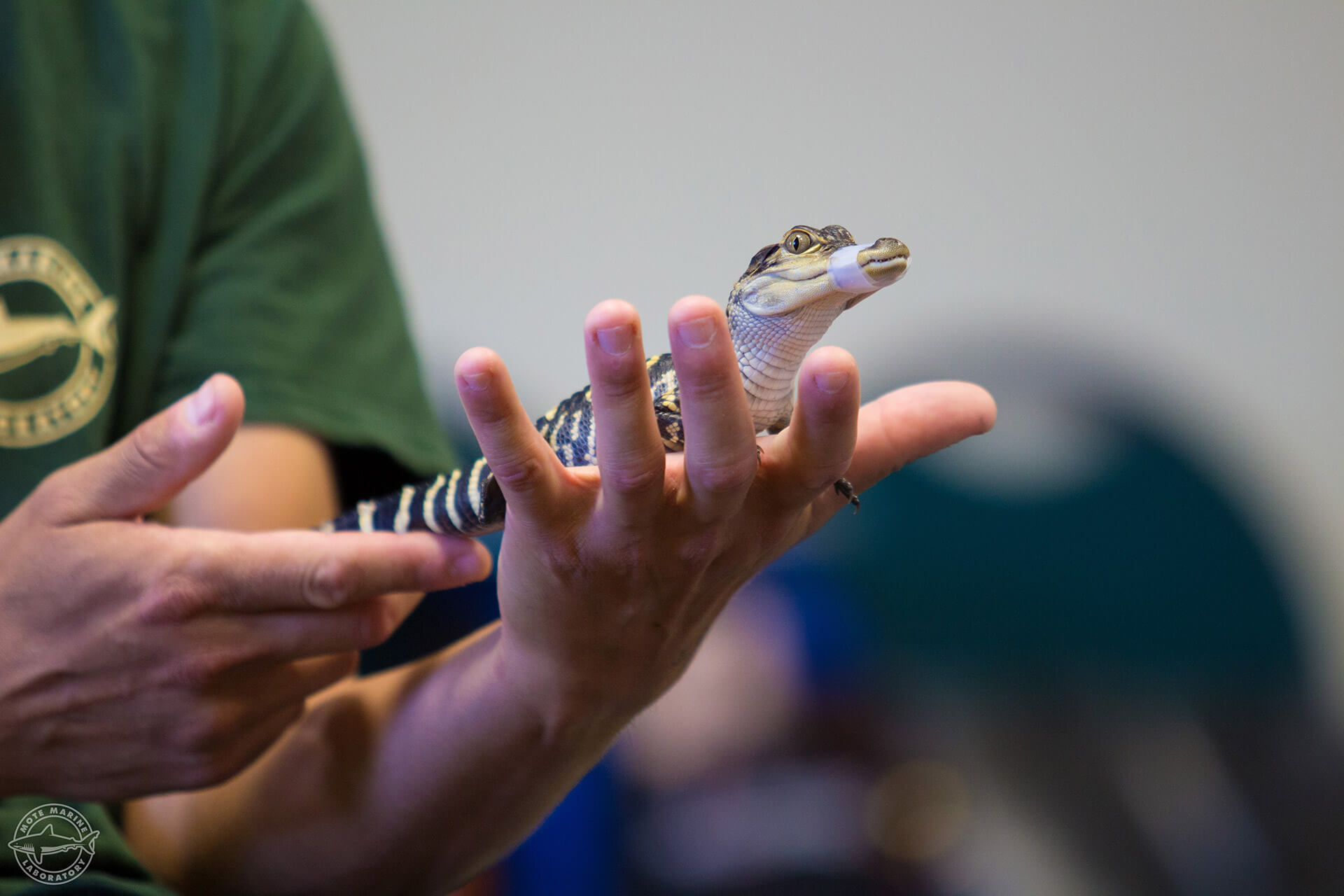 Visit | Mote Marine Laboratory & Aquarium