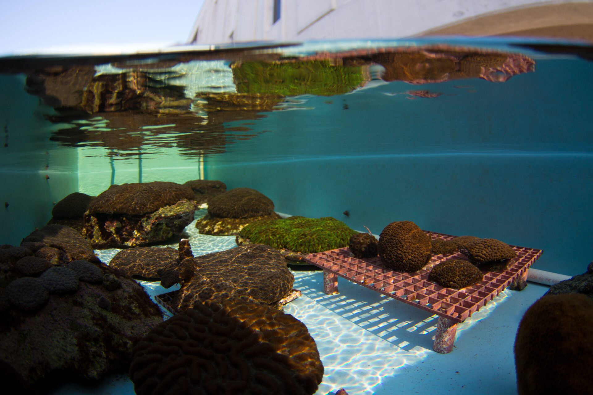 Mote’s Elizabeth Moore International Center for Coral Reef Research ...