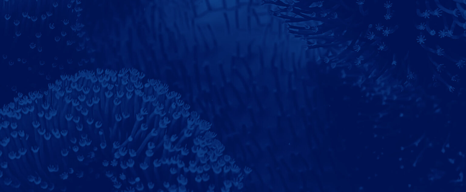 Goliath grouper | Mote Marine Laboratory & Aquarium