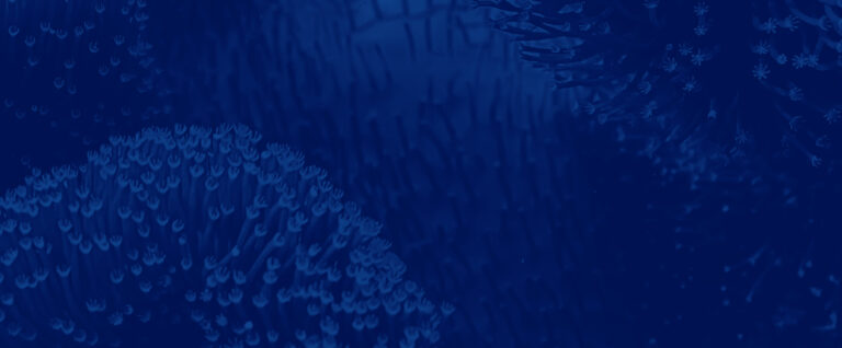 Rainbow runner | Mote Marine Laboratory & Aquarium