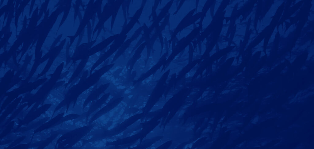 Pinfish | Mote Marine Laboratory & Aquarium