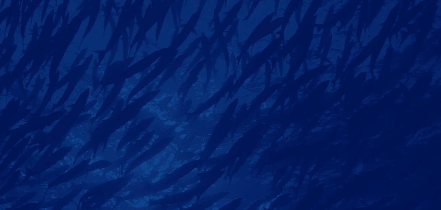 Pinfish | Mote Marine Laboratory & Aquarium