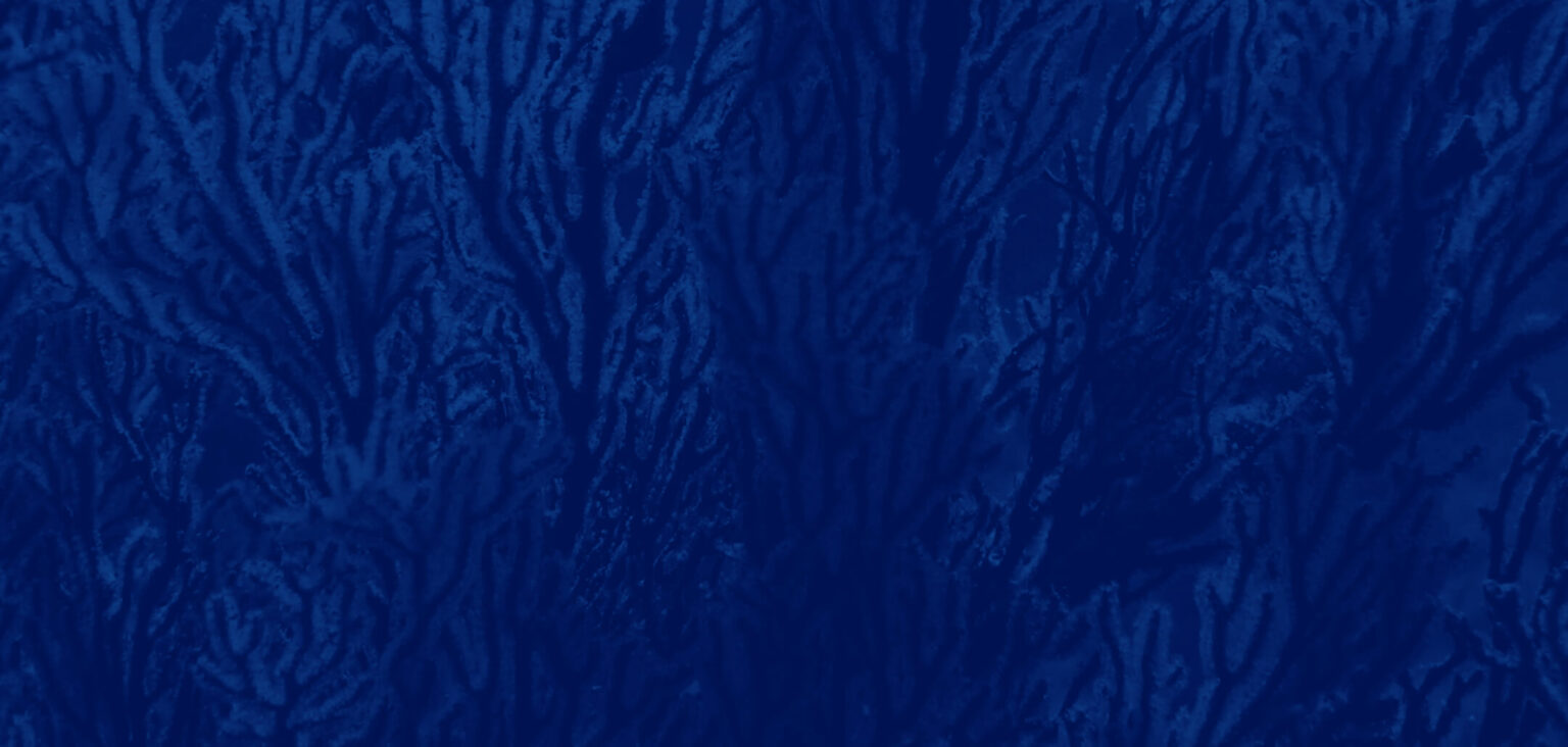 Bat star | Mote Marine Laboratory & Aquarium