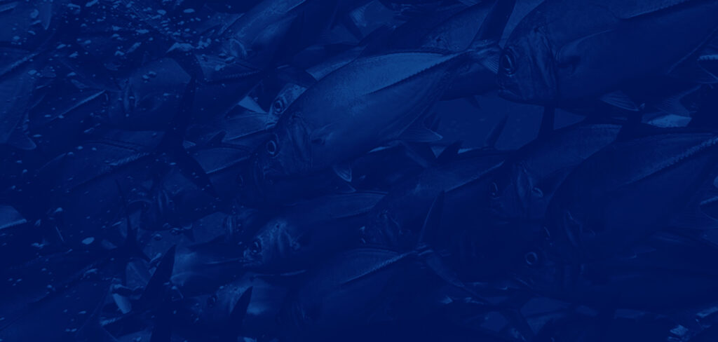 Common Snook | Mote Marine Laboratory & Aquarium