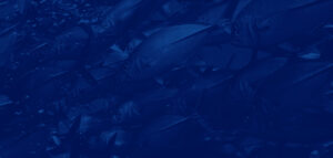 Common Snook | Mote Marine Laboratory & Aquarium