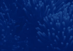 American alligator | Mote Marine Laboratory & Aquarium