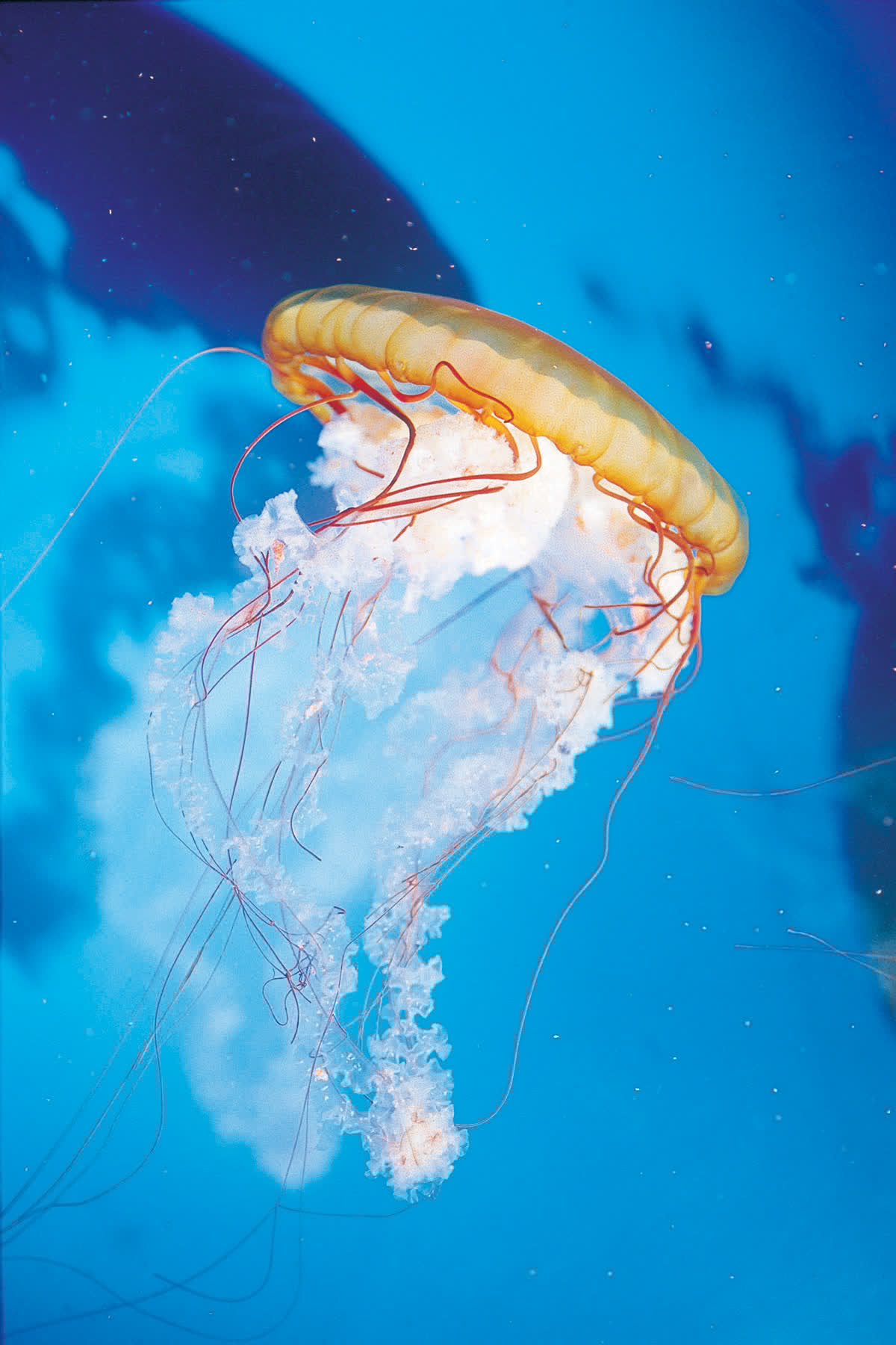 Atlantic sea nettle | Mote Marine Laboratory & Aquarium