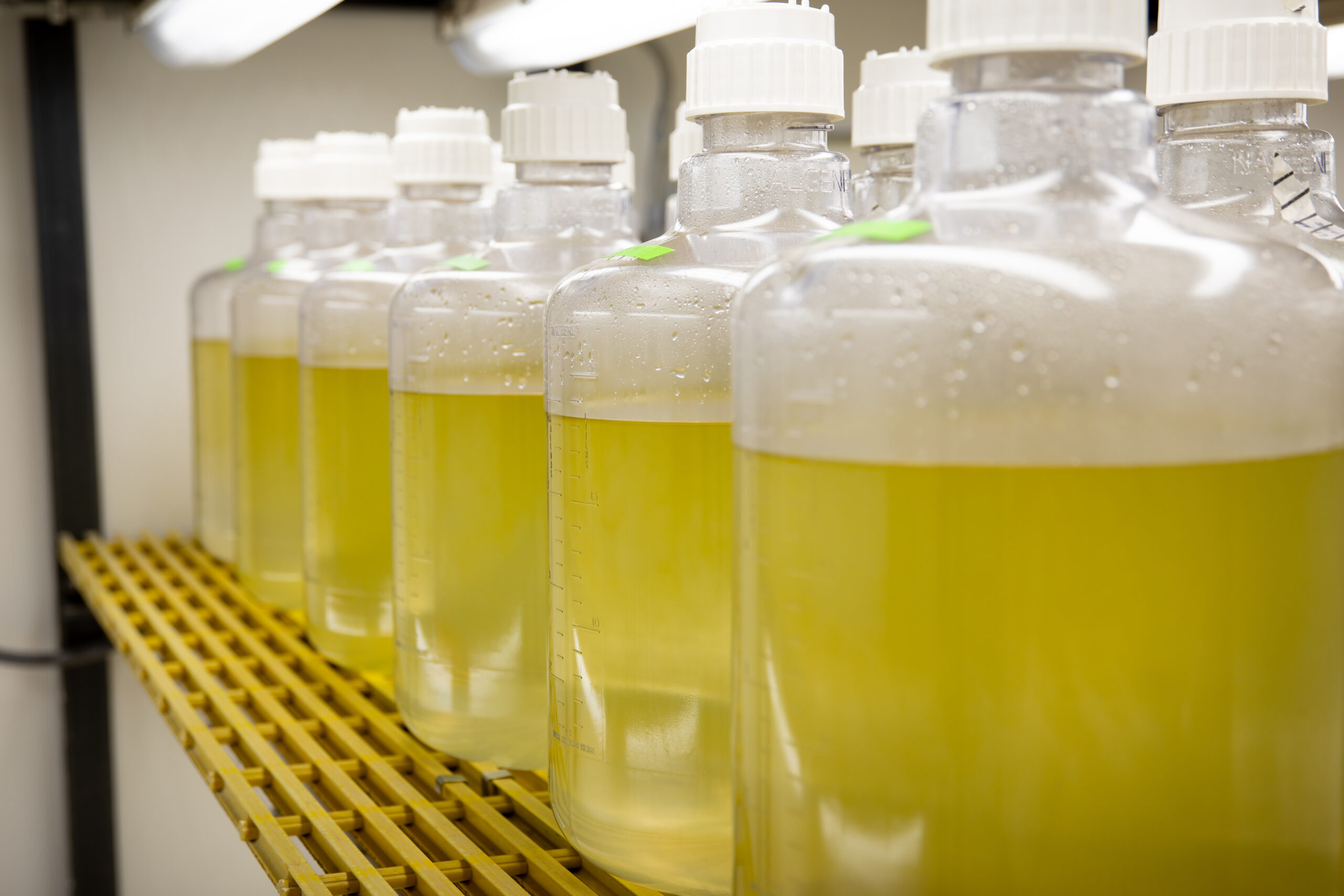 Red Tide Institute | Mote Marine Laboratory & Aquarium