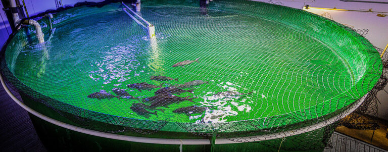 Marine & Freshwater Aquaculture | Mote Marine Laboratory & Aquarium