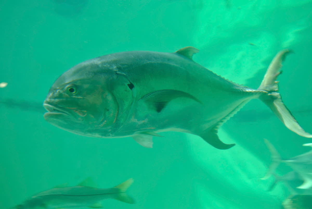 Species Archive | Mote Marine Laboratory & Aquarium