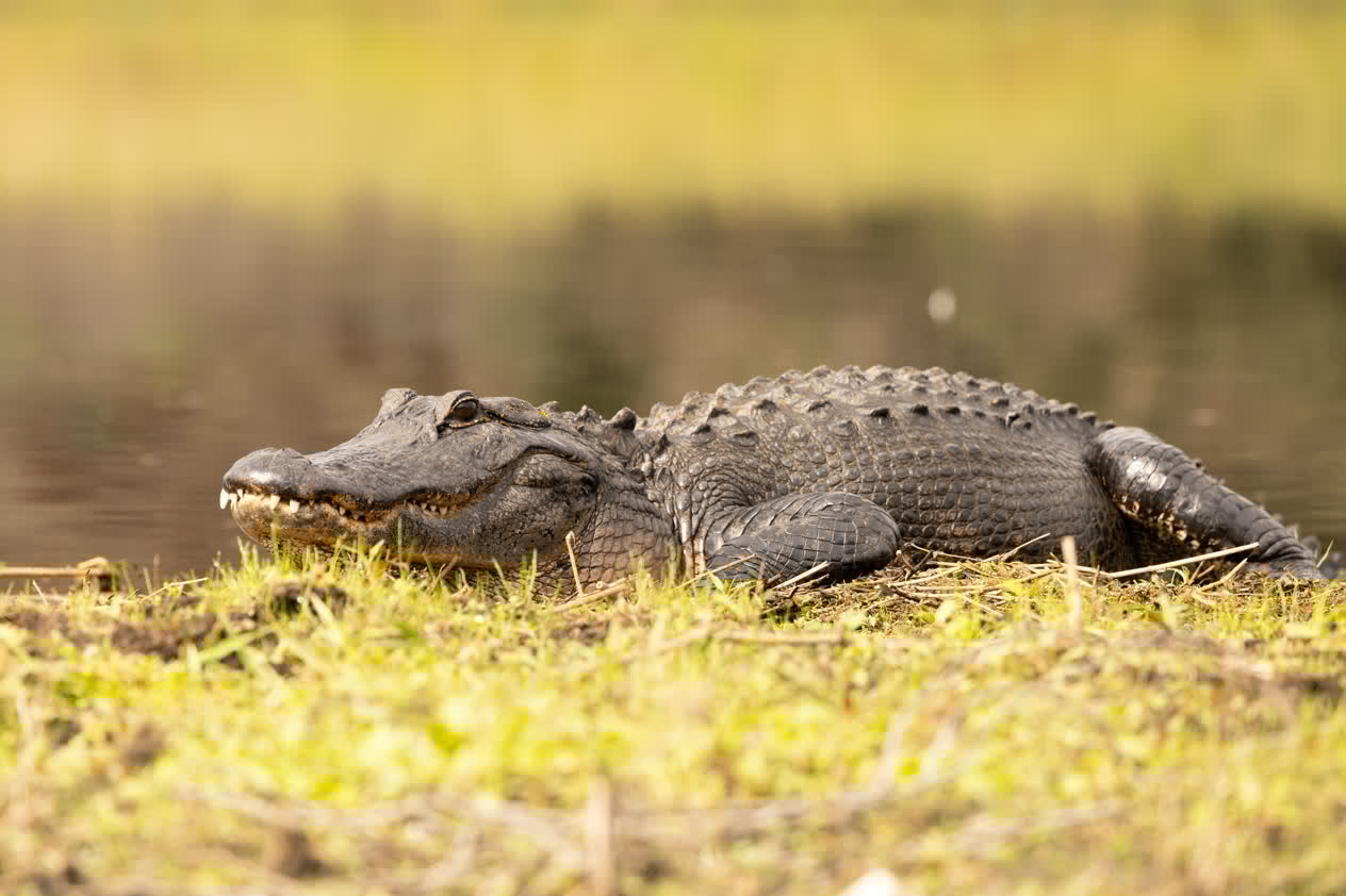 American alligator | Mote Marine Laboratory & Aquarium