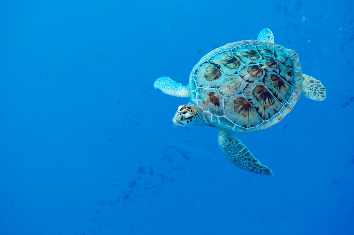 Green sea turtle | Mote Marine Laboratory & Aquarium