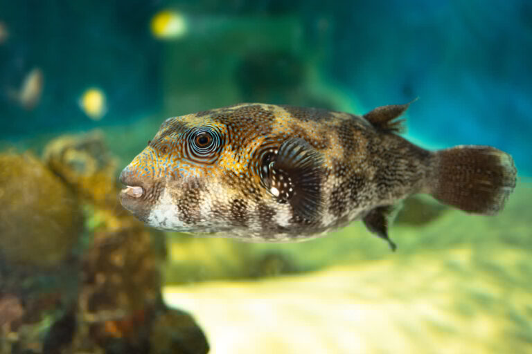 Aquarium | Mote Marine Laboratory & Aquarium