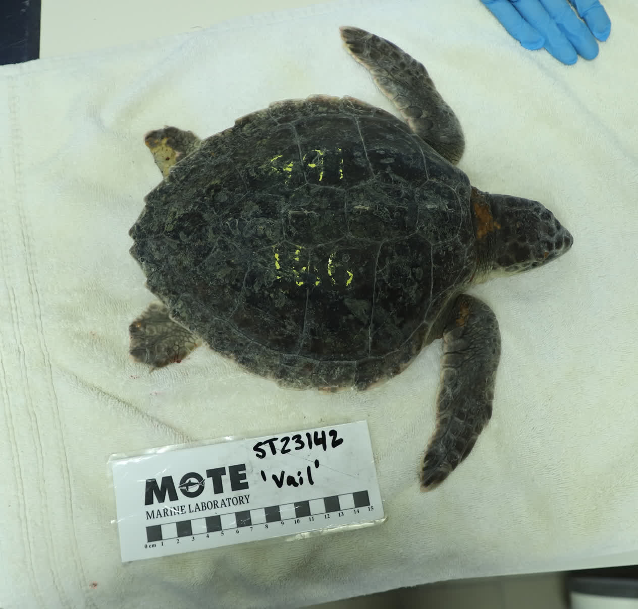 Vail | Mote Marine Laboratory & Aquarium