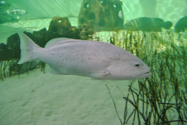 Gag grouper | Mote Marine Laboratory & Aquarium