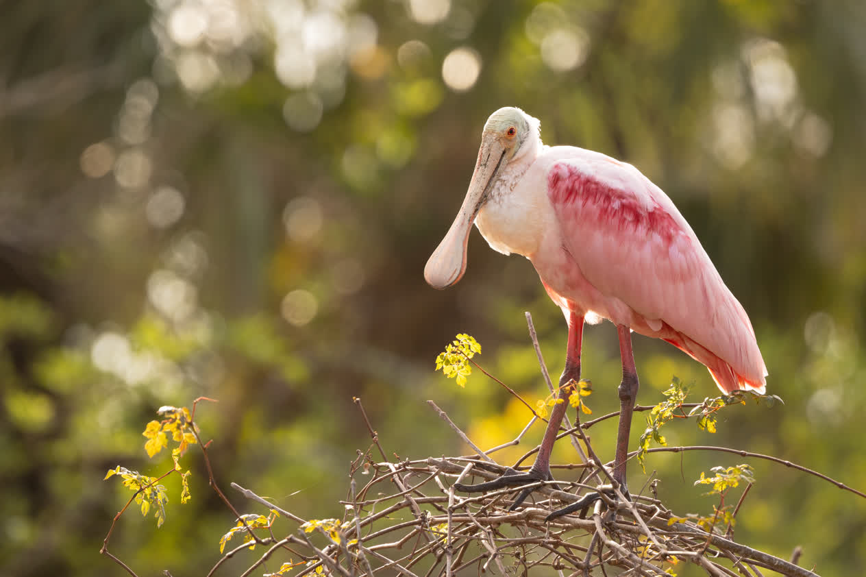 Roseate spoonbill | Mote Marine Laboratory & Aquarium