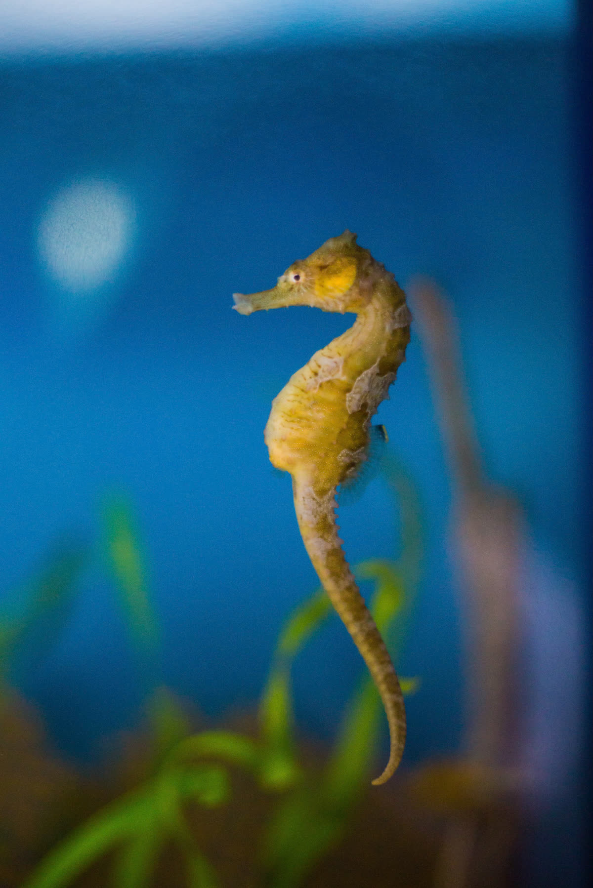 Dwarf seahorse | Mote Marine Laboratory & Aquarium