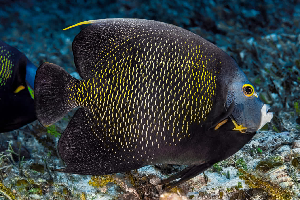 French angelfish | Mote Marine Laboratory & Aquarium