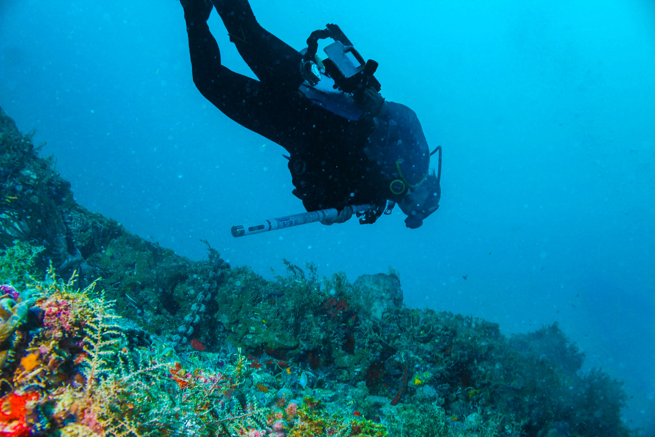 Benthic Ecology | Mote Marine Laboratory & Aquarium