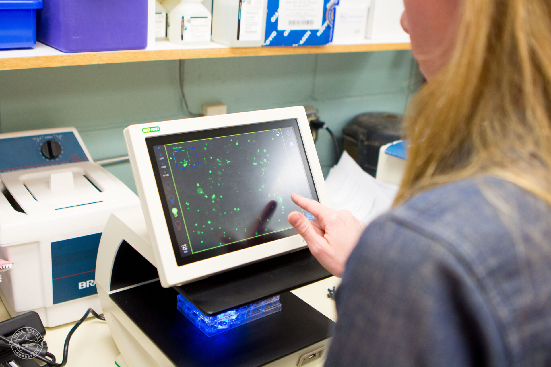 College Internship Program | Mote Marine Laboratory & Aquarium