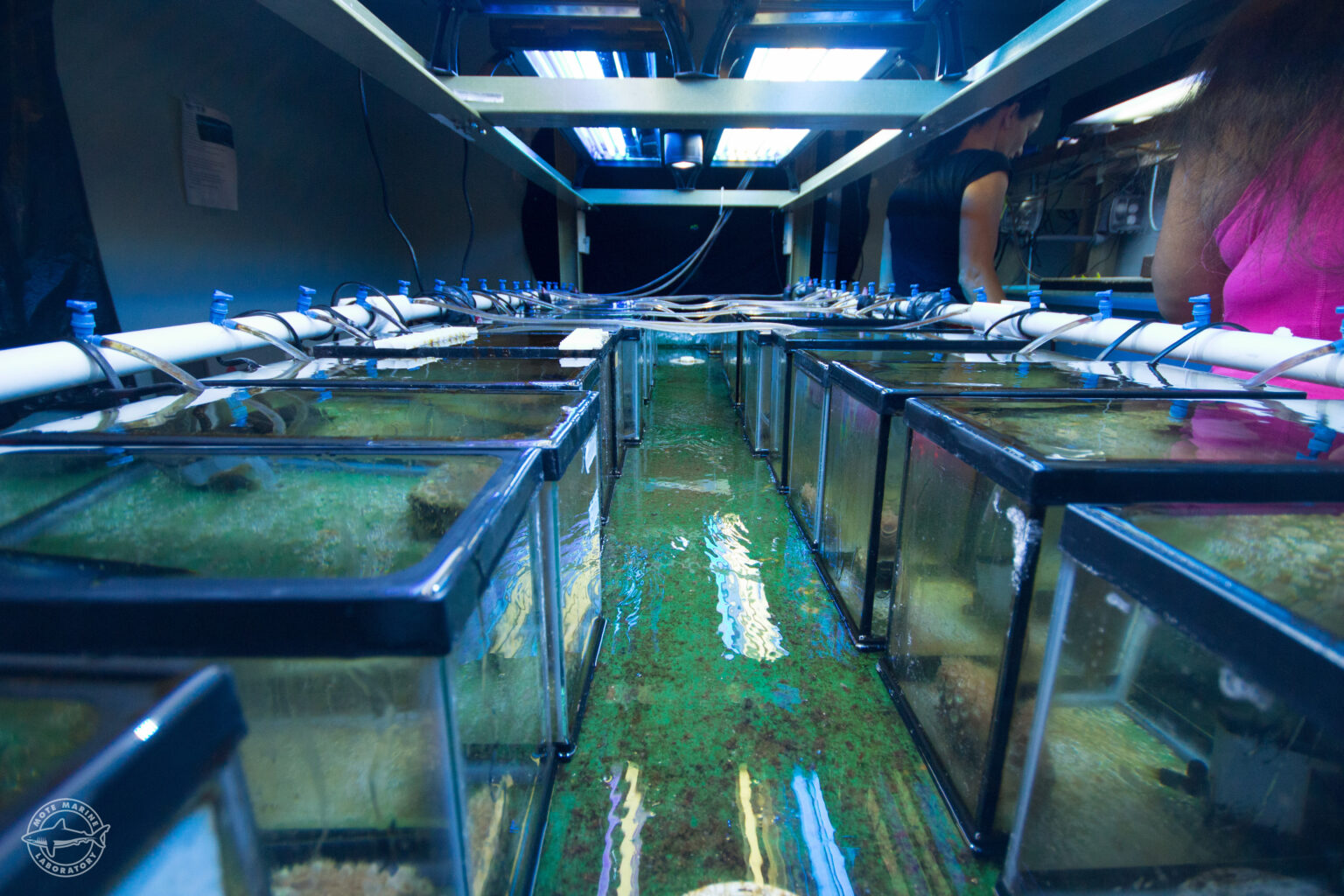 Ocean Acidification | Mote Marine Laboratory & Aquarium