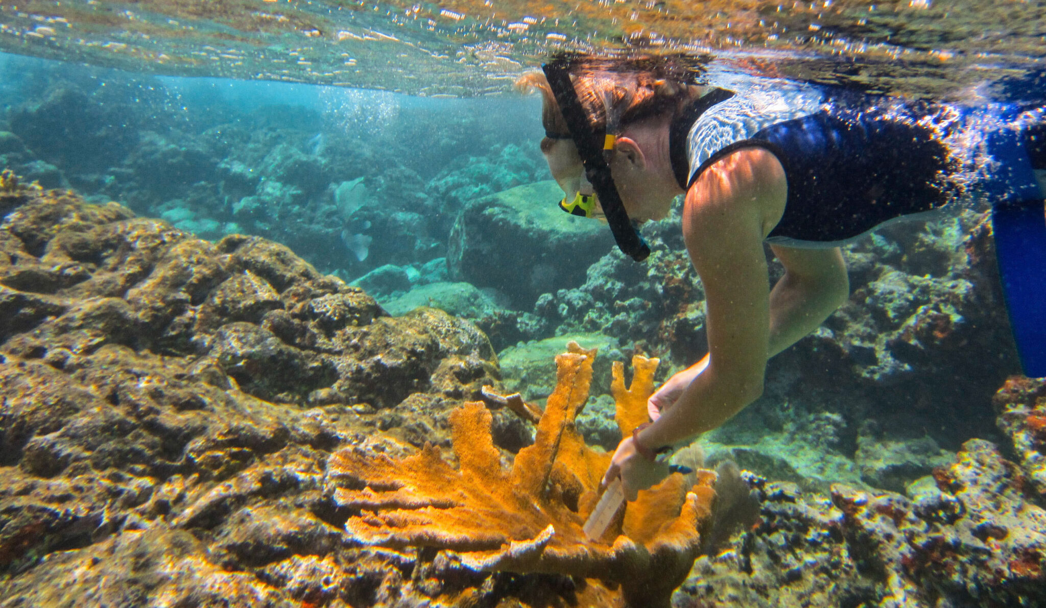 Coral Reef Ecosystems | Mote Marine Laboratory & Aquarium