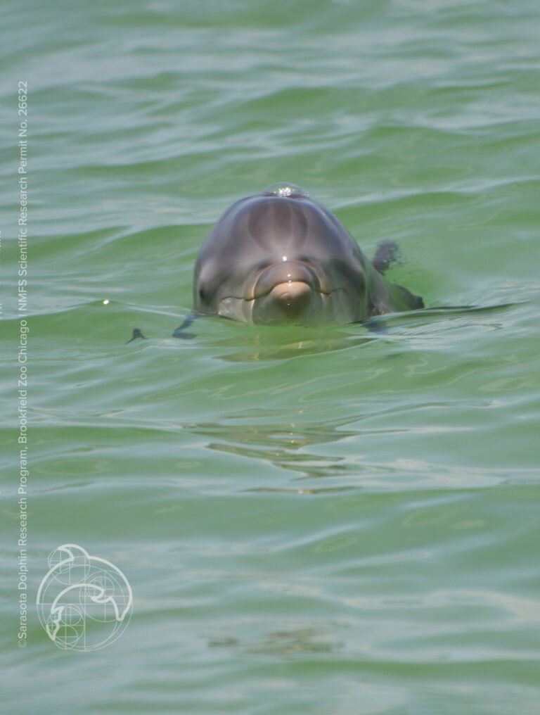 Marine Animal Rescue & Rehabilitation | Mote Marine Laboratory & Aquarium