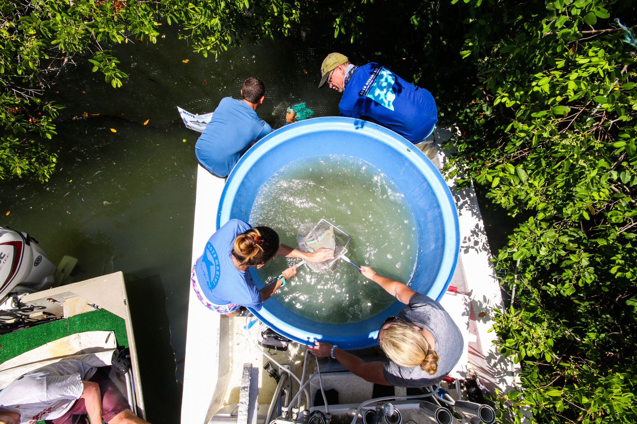Conservation, Restoration & Monitoring | Mote Marine Laboratory & Aquarium
