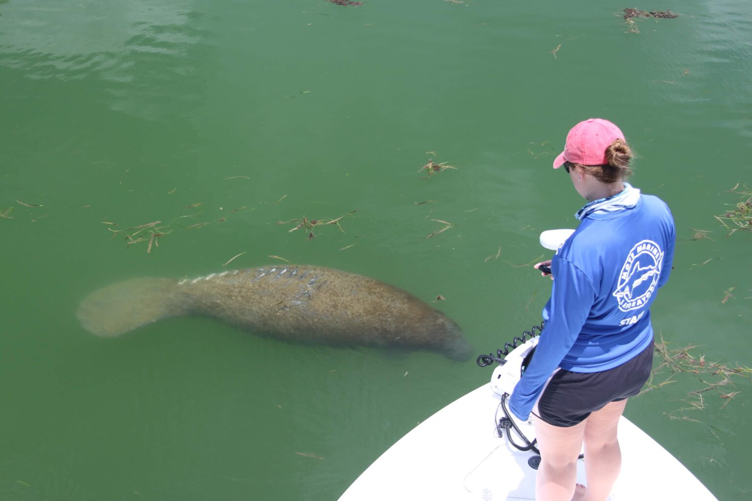Manatee Conservation Research | Mote Marine Laboratory & Aquarium