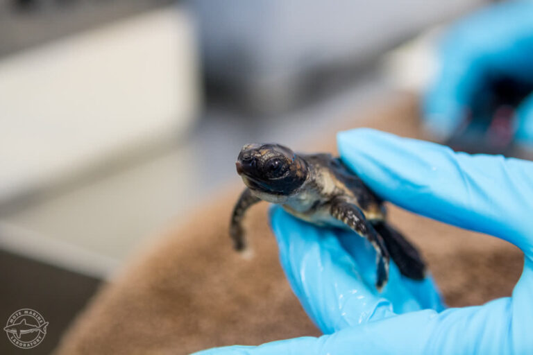 Sea Turtle Rehabilitation Hospital | Mote Marine Laboratory & Aquarium