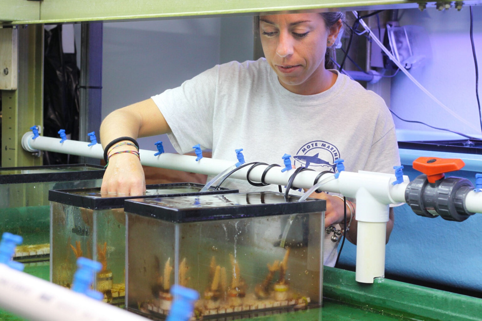 Ocean Acidification | Mote Marine Laboratory & Aquarium