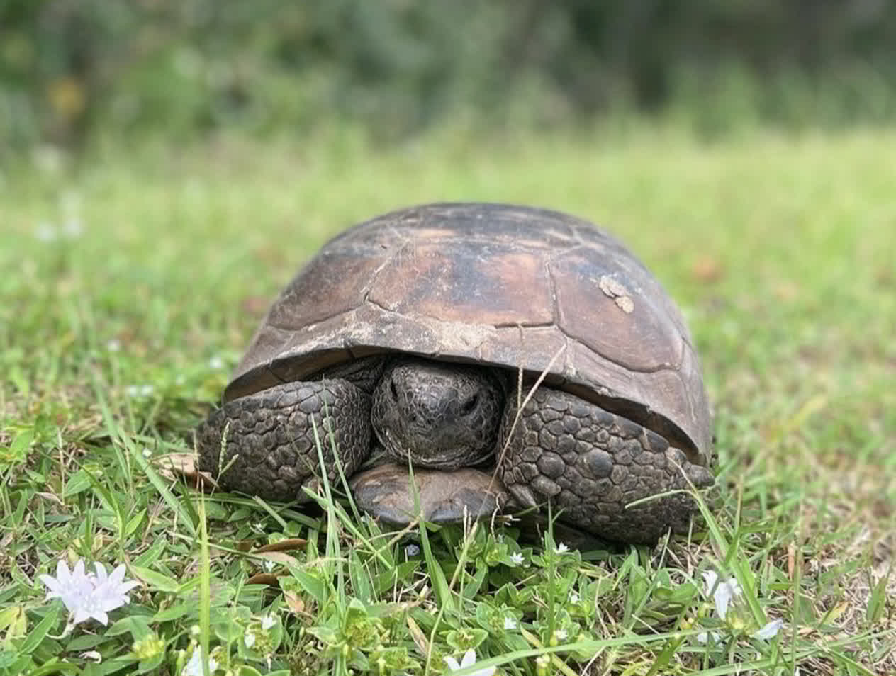 Gopher tortoise | Mote Marine Laboratory & Aquarium