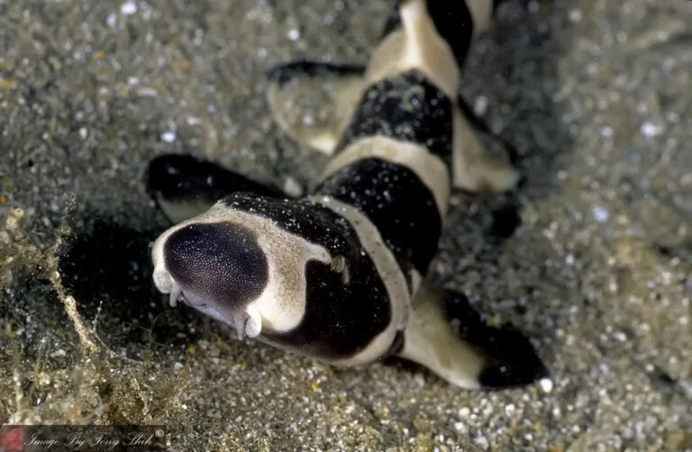 Brown banded bamboo shark | Mote Marine Laboratory & Aquarium