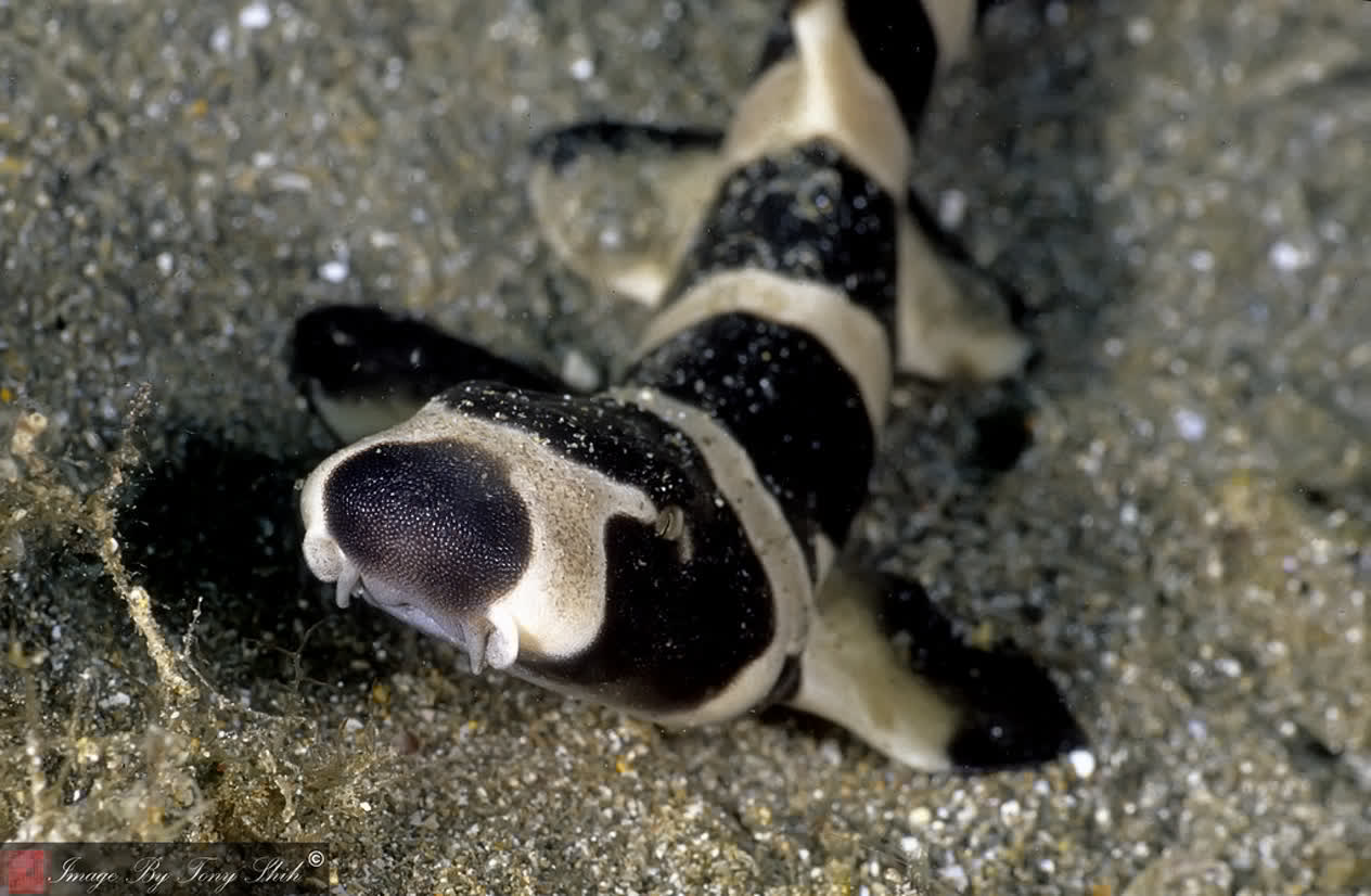 Brown banded bamboo shark | Mote Marine Laboratory & Aquarium