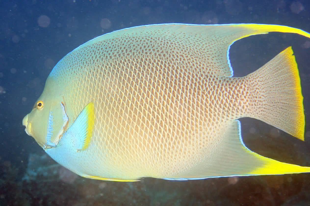 Species Archive | Mote Marine Laboratory & Aquarium