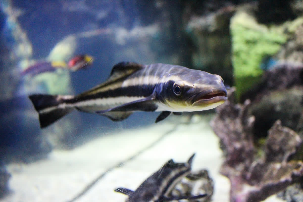 Species Archive | Mote Marine Laboratory & Aquarium