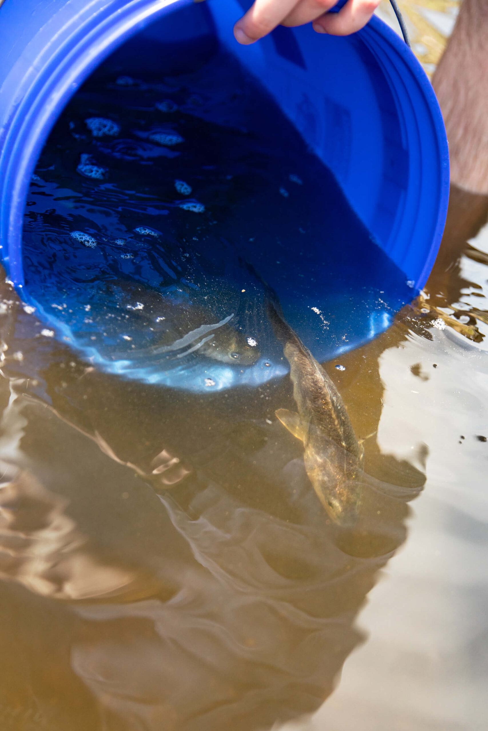 Mote raises and releases largest number of hatchery-reared red drum in ...