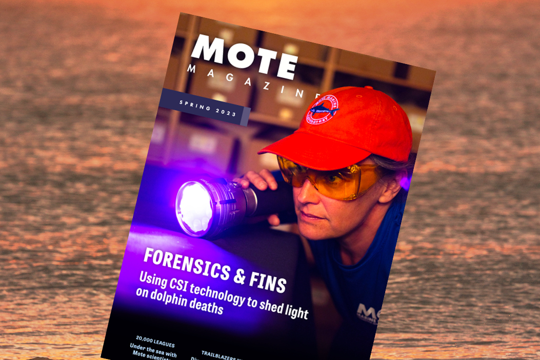 Spring 2023 Mote Magazine is here! | Mote Marine Laboratory & Aquarium