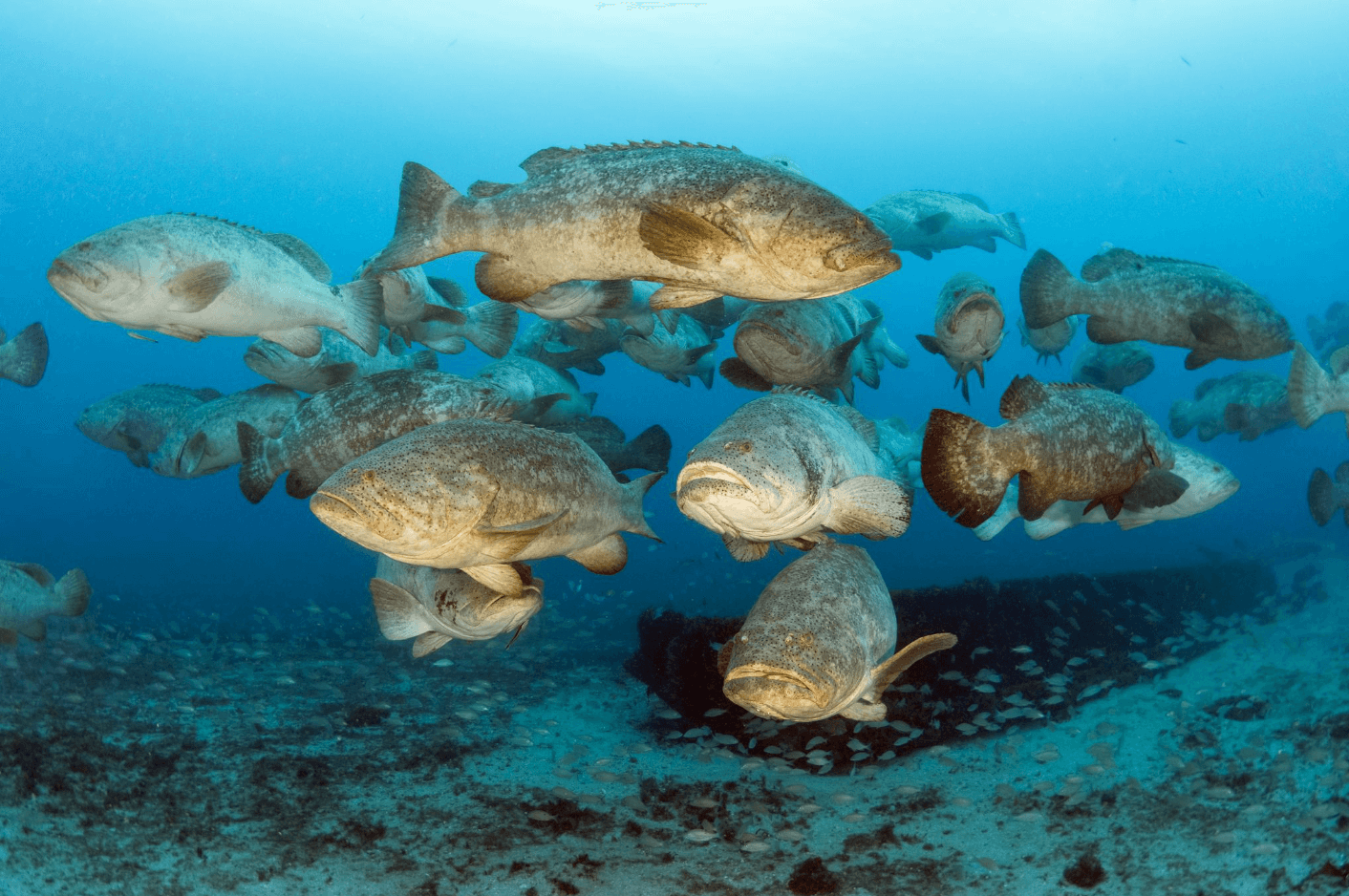 Goliath Grouper Best Time To Catch Goliath Grouper In Florida | Salty